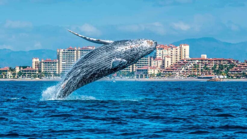 From Punta Cana: Samana Bay Whale-Watching Cruise with Lunch - Authentic Experiences Highlighted by Reviews