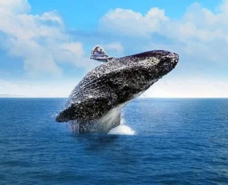 From Punta Cana Samana Tour With Cascada El Limon And Food - An Overview of the Tour Experience