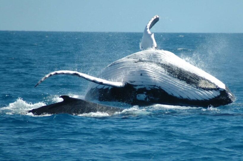 From Punta Cana: Sanctuary Whale Watching Day Trip - The Cost and What You Get