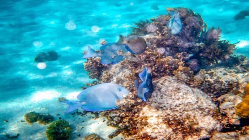 From Punta Cana: Saona Island Tour with BBQ Lunch - The Sum Up: Who Will Love This Tour?