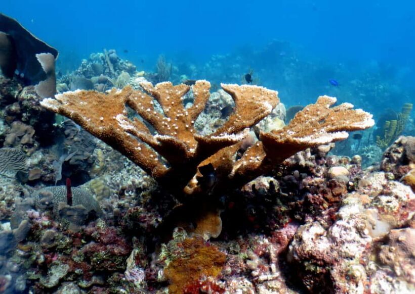 From Punta Cana: Small Group Catalina Island Snorkeling Tour - Key Points