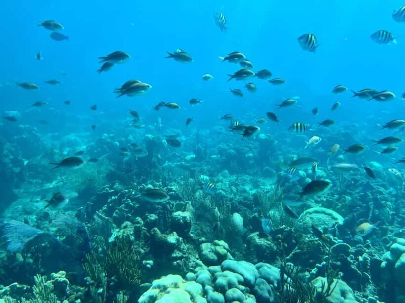 From Punta Cana: Small Group Catalina Island Snorkeling Tour - Discovering Catalina Island: What You Can Expect