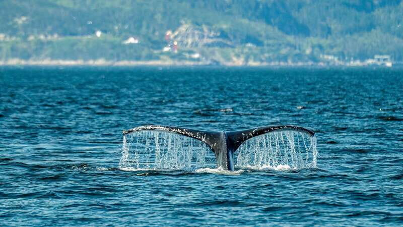 From Quebec City: Whale Watching Excursion Full-Day Trip - Key Points