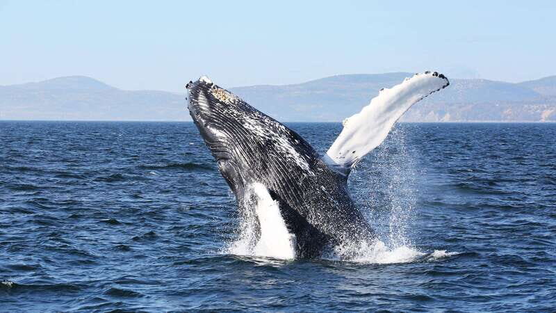 From Quebec City: Whale Watching Excursion Full-Day Trip - A Detailed Look at the Experience