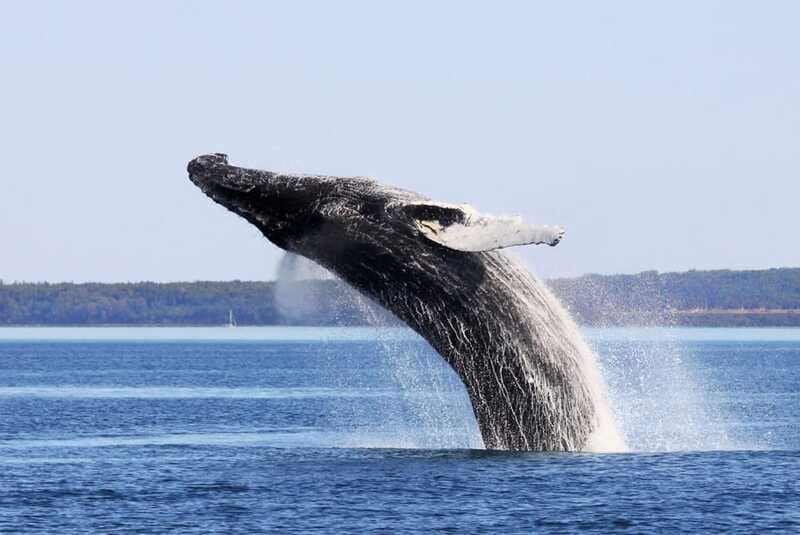 From Quebec City: Whale Watching Excursion Full-Day Trip - Frequently Asked Questions