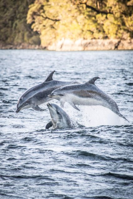 From Queenstown: Doubtful Sound Wilderness Day Trip - FAQ