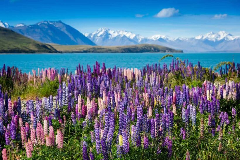 From Queenstown: Half-Day Guided Tour to Mount Cook - Key Points