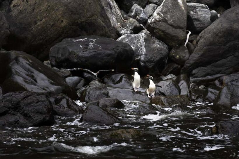 From Queenstown: Milford Sound Business Class with Cruise - Who Will Love This Tour?