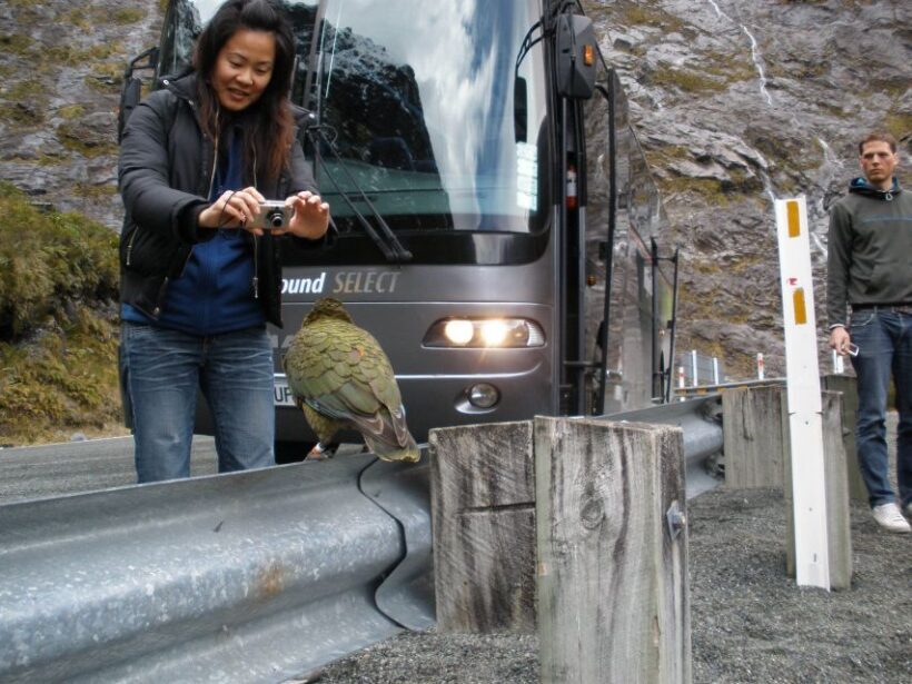 From Queenstown: Milford Sound Premium Day Tour and Cruise - Key Points