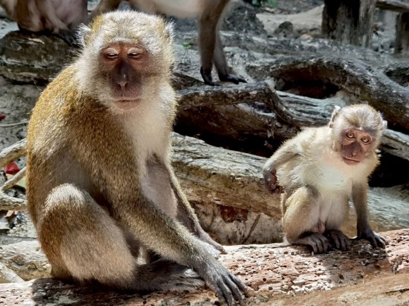 From Railay: Day Trip to Phi Phi with Private Longtail Tour - Practical Tips for Travelers