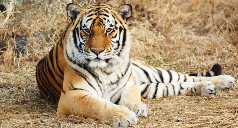 From: Ranthambore: Guided Tiger Safari in Canter - Key Points