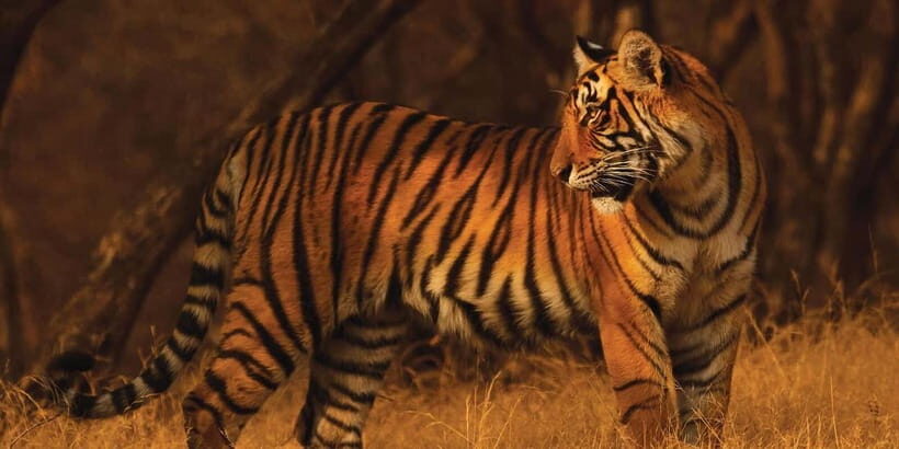 From: Ranthambore: Guided Tiger Safari in Canter - The Experience: What You Can Expect