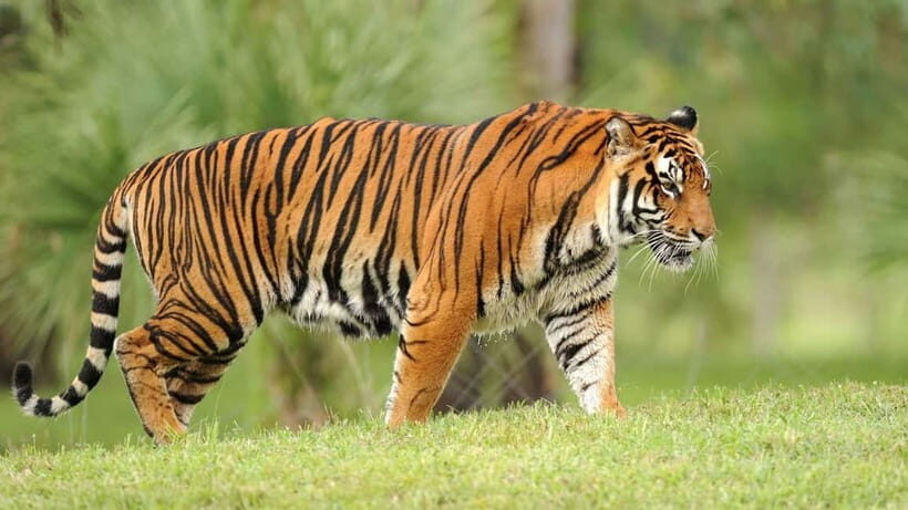 From: Ranthambore: Guided Tiger Safari in Canter - The Practical Side: Timing, Group Size, and Cost