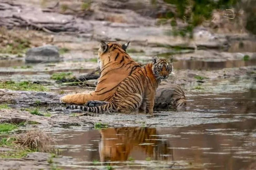 From: Ranthambore: Guided Tiger Safari in Canter - Additional Info and Booking