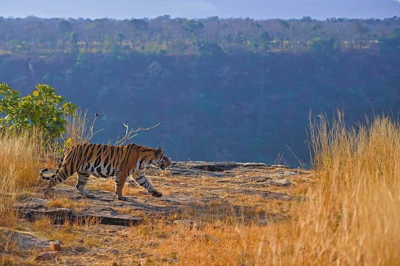 From Ranthambore: Official Tiger Safari in Canter With Guide - What to Expect from the Ranthambore Canter Safari