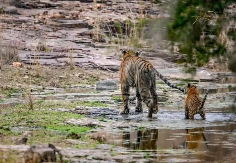 From Ranthambore: Official Tiger Safari in Canter With Guide - The Value of the Experience