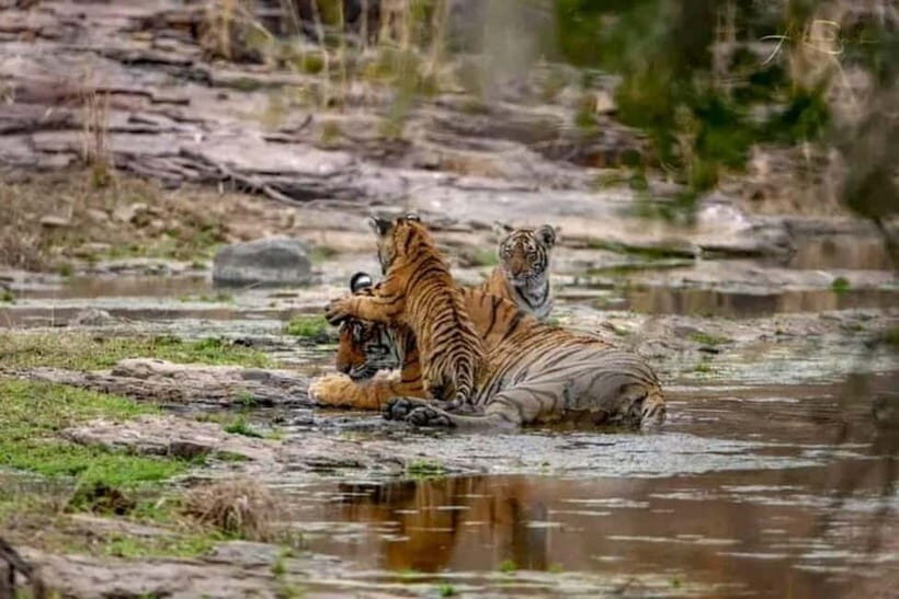 From Ranthambore: Official Tiger Safari in Canter With Guide - Reviews: Straight from Travelers
