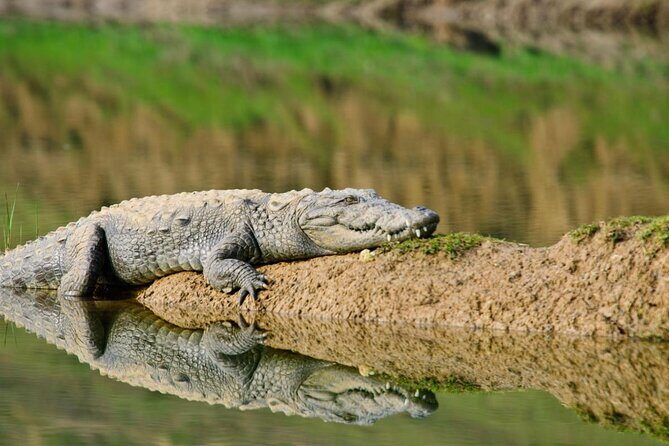 From Ranthambore:National Chambal Alligator Private Trip All Incl - Exploring the Itinerary: What to Expect
