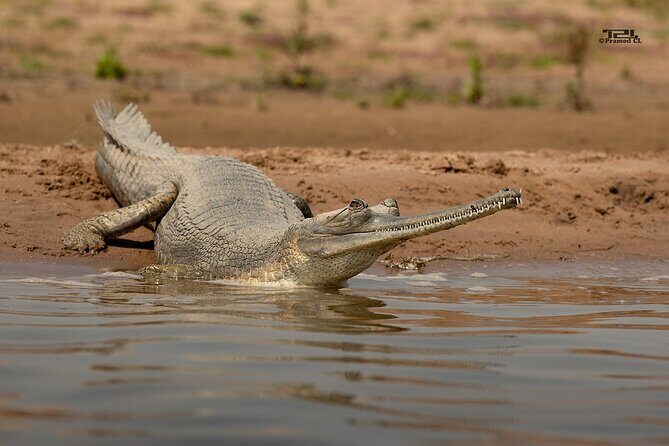 From Ranthambore:National Chambal Alligator Private Trip All Incl - Why the Private Transport Matters