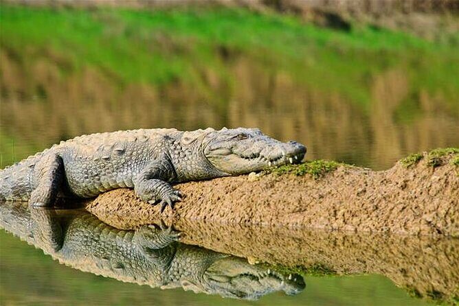From Ranthambore:National Chambal Alligator Private Trip All Incl - Who Should Consider This Tour?