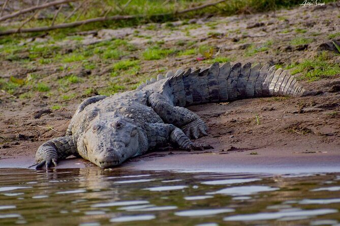 From Ranthambore:National Chambal Alligator Private Trip All Incl - Final Thoughts