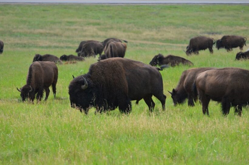 From Rapid City: Custer State Park Private Safari and Hiking - Afternoon Hiking: Scenic Trails and Authentic Connection