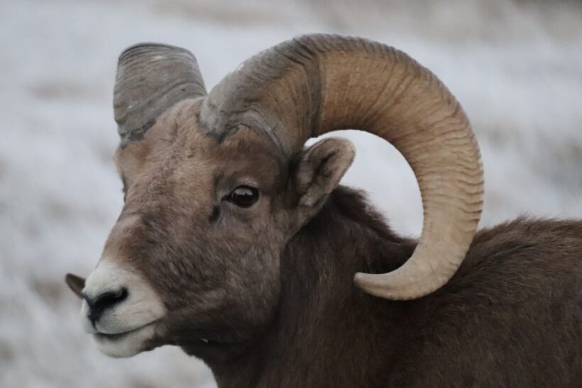 From Rapid City: Epic Badlands Tour and Legendary Wall Drug - Frequently Asked Questions
