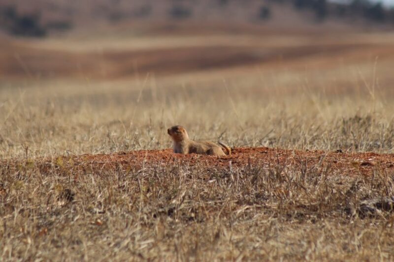 From Rapid City: Epic Badlands Tour and Legendary Wall Drug - Final Thoughts