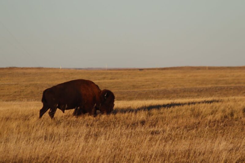 From Rapid City: Sunset, Stars and Silhouettes - Who Will Love This Tour?