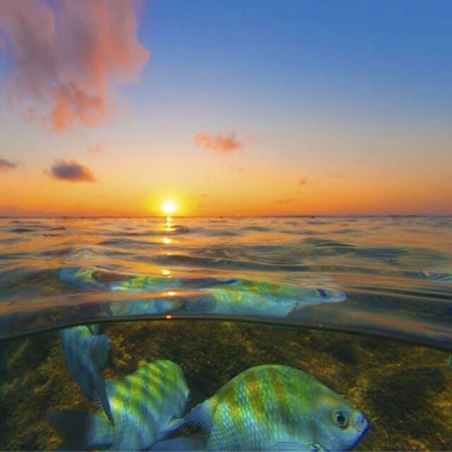 From Recife : Tour for Porto de Galinhas - Highlights of the Day