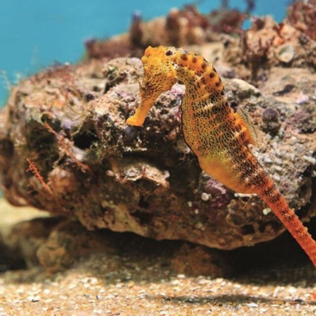 From Recife : Tour for Porto de Galinhas - The Sum Up: Is This Tour Worth It?