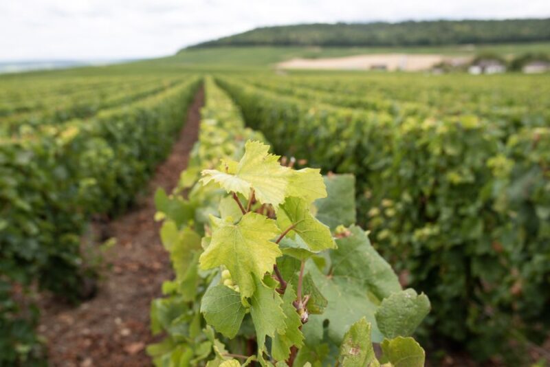 From Reims: Champagne and Family-Run Wineries Tour - FAQ