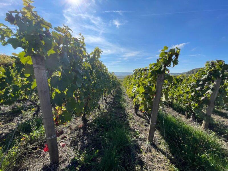 From Reims/Epernay: Champagne half-day tour (small group) - The Itinerary and What to Expect