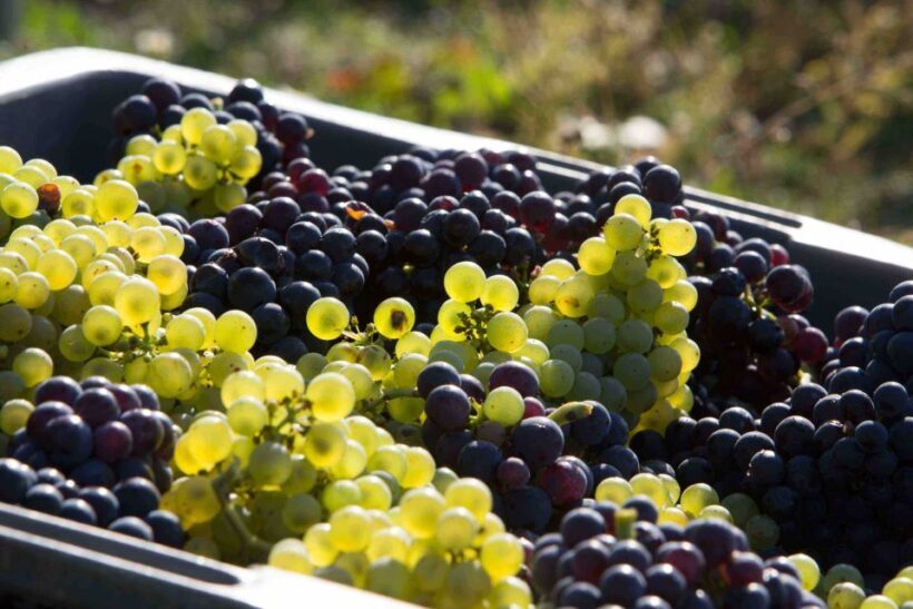 From Reims/Epernay:The Connoisseurs Private Tour 9 tastings - Who Will Love This Tour?