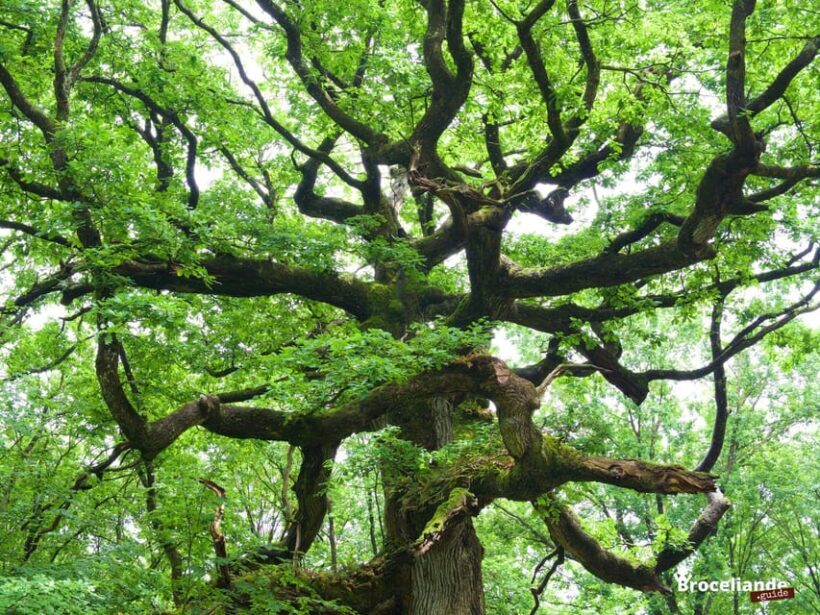 From Rennes: Brocéliande and Carnac Day Trip - Introduction to the Experience