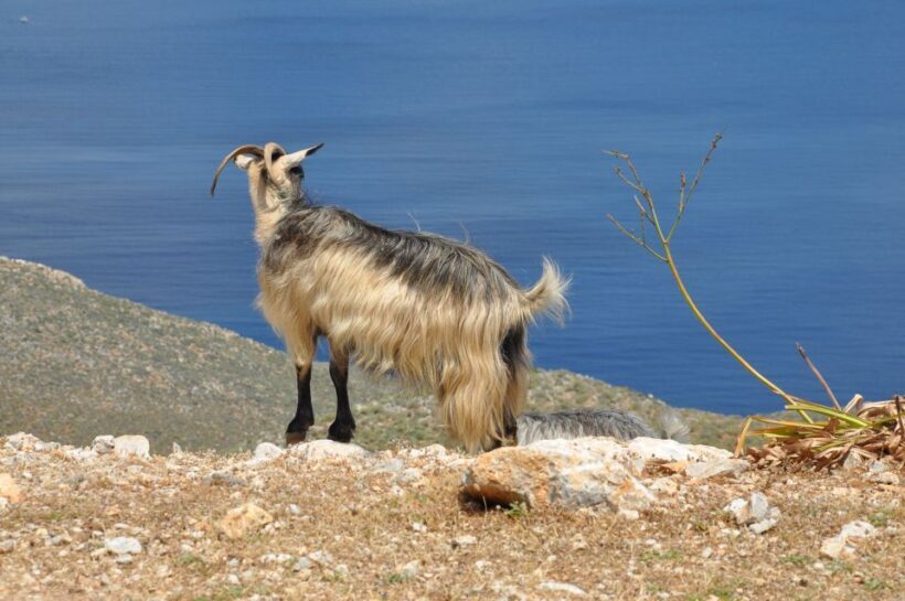 From Rethymno: Agios Nikolaos and Spinaloga Tour - Practical Tips for Travelers