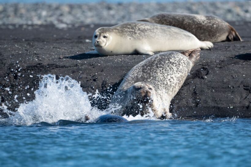 From Reykjavík: 3-Day Tour of the Wild Westfjords - Transport, Accommodation, and Practicalities