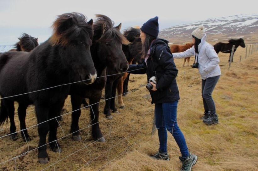 From Reykjavik: 6-Day Small Group Tour of Iceland Summer - Final Thoughts: Who Will Love This Tour?