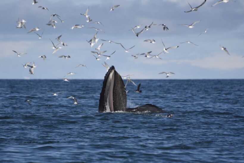 From Reykjavik: Buggy & Whale Watching Adventure - Detailed Tour Breakdown