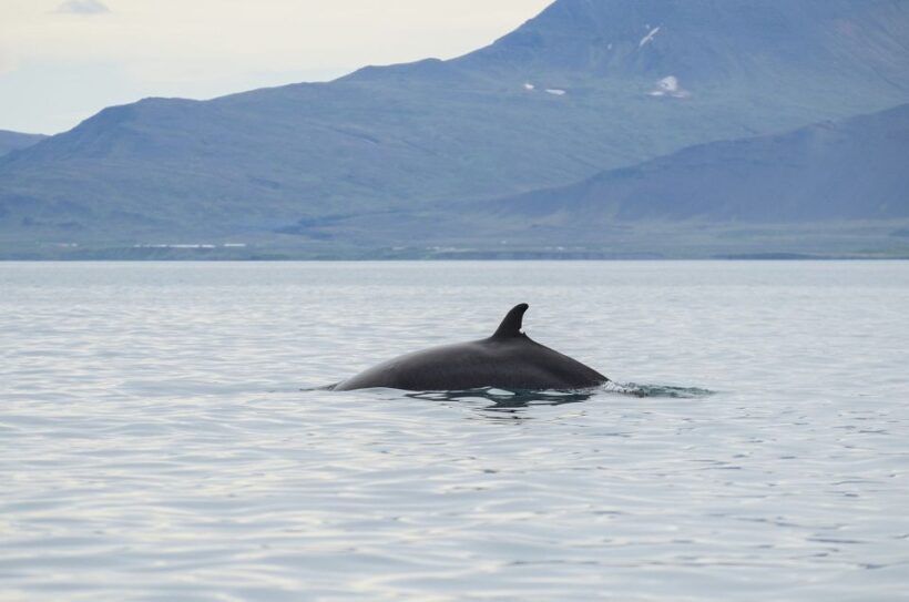 From Reykjavik: Buggy & Whale Watching Adventure - Pricing and Value