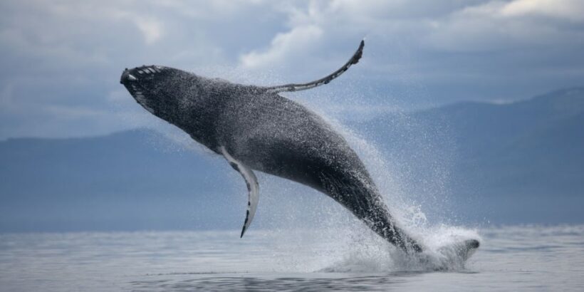 From Reykjavik: Buggy & Whale Watching Adventure - Final Thoughts