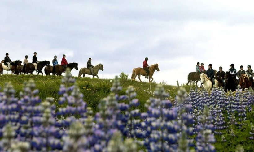 From Reykjavík: Full-day Golden Circle & Horse Riding Tour - The Sum Up: Who is This Tour Best For?