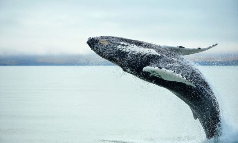 From Reykjavik: Full Day Whale Watching & Golden Circle Tour - The Value and Practicalities