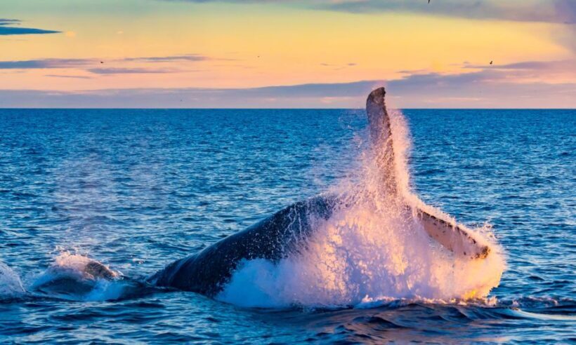 From Reykjavik: Full Day Whale Watching & Golden Circle Tour - FAQ
