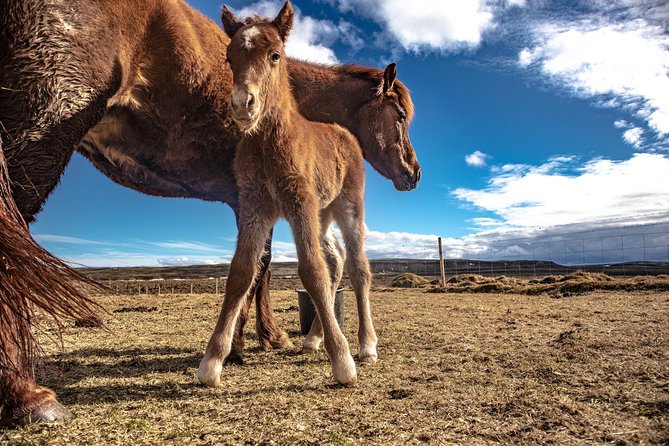 From Reykjavik: Golden Circle & Secret Lagoon Small Group Tour - Secret Lagoon — A Natural Thermal Escape