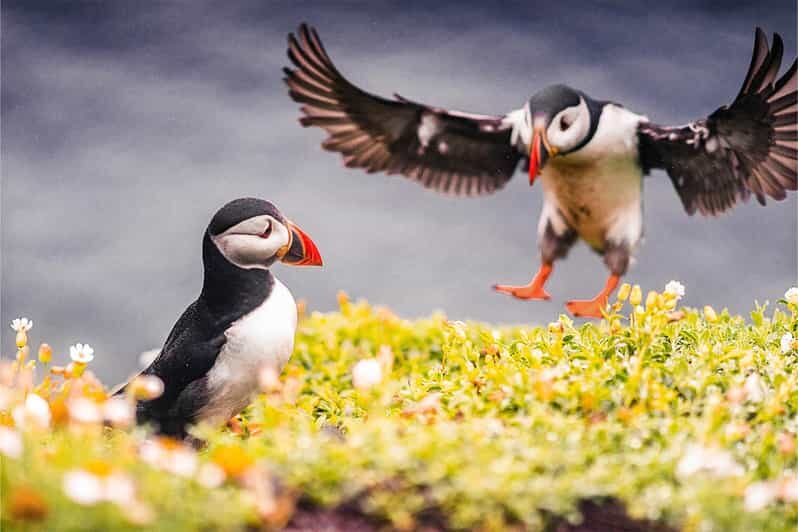 From Reykjavik: Puffin and Volcano Tour in Westman Islands - Key Points