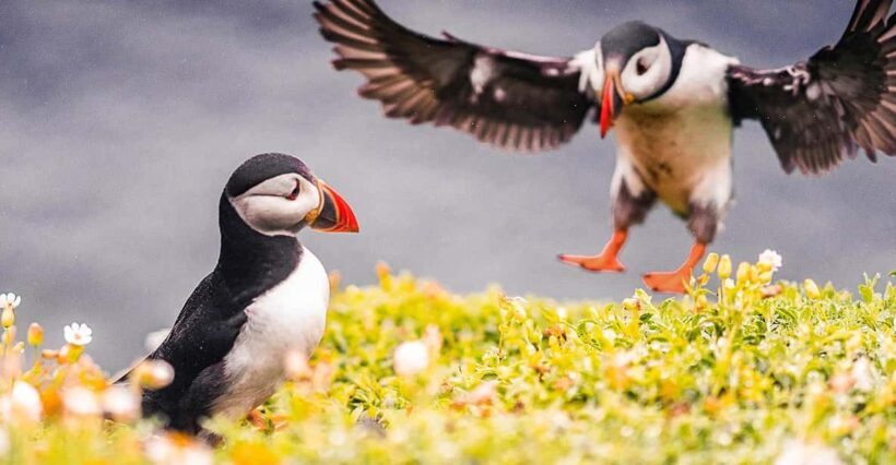 From Reykjavik: Puffin and Volcano Tour in Westman Islands - FAQs