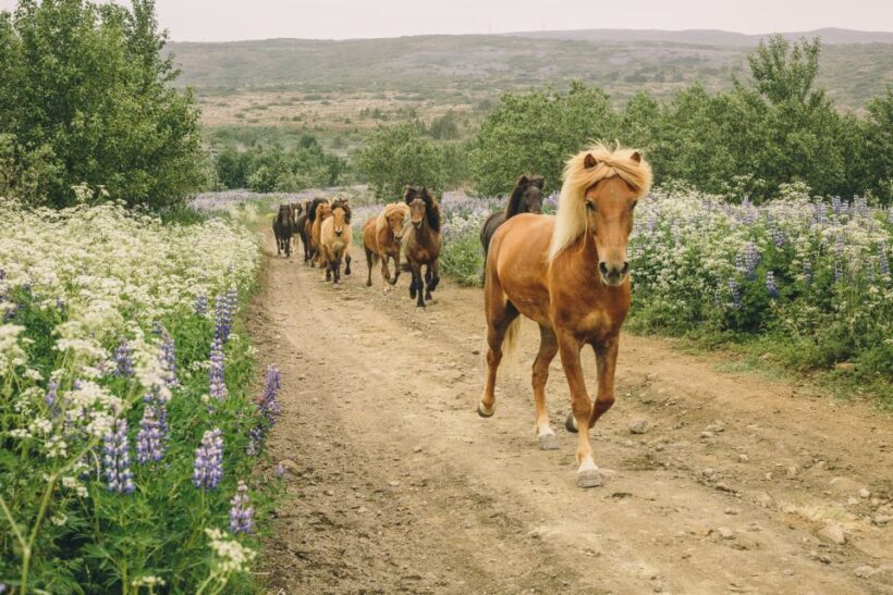 From Reykjavík: Viking Horseback Tour in Hafnarfjörður - The Experience and Setting