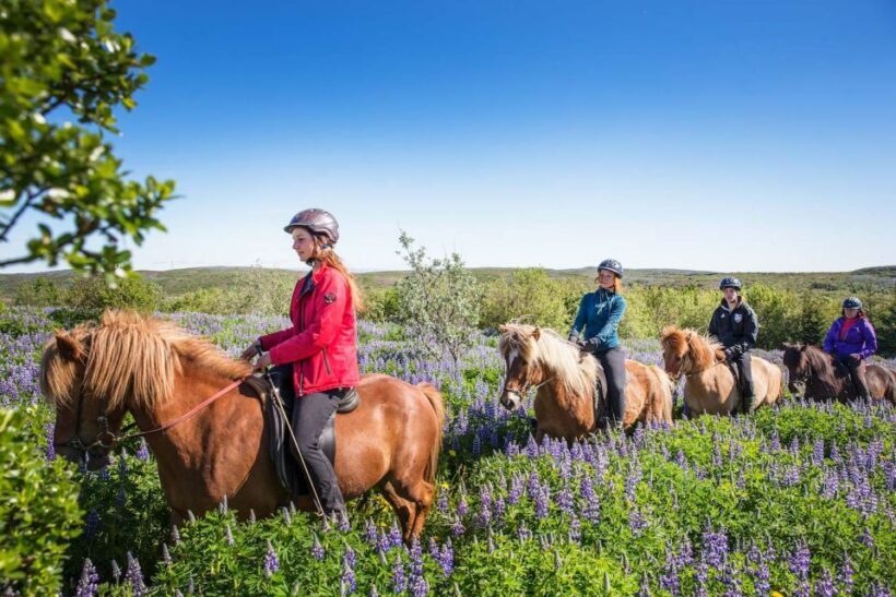 From Reykjavík: Viking Horseback Tour in Hafnarfjörður - The Sum Up