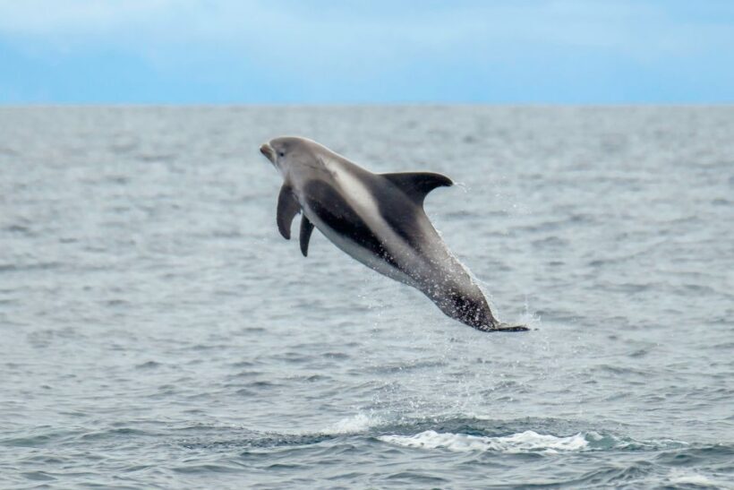 From Reykjavik: Whale Watching Tour by Speedboat - An In-Depth Look at the Whale Watching Speedboat Tour
